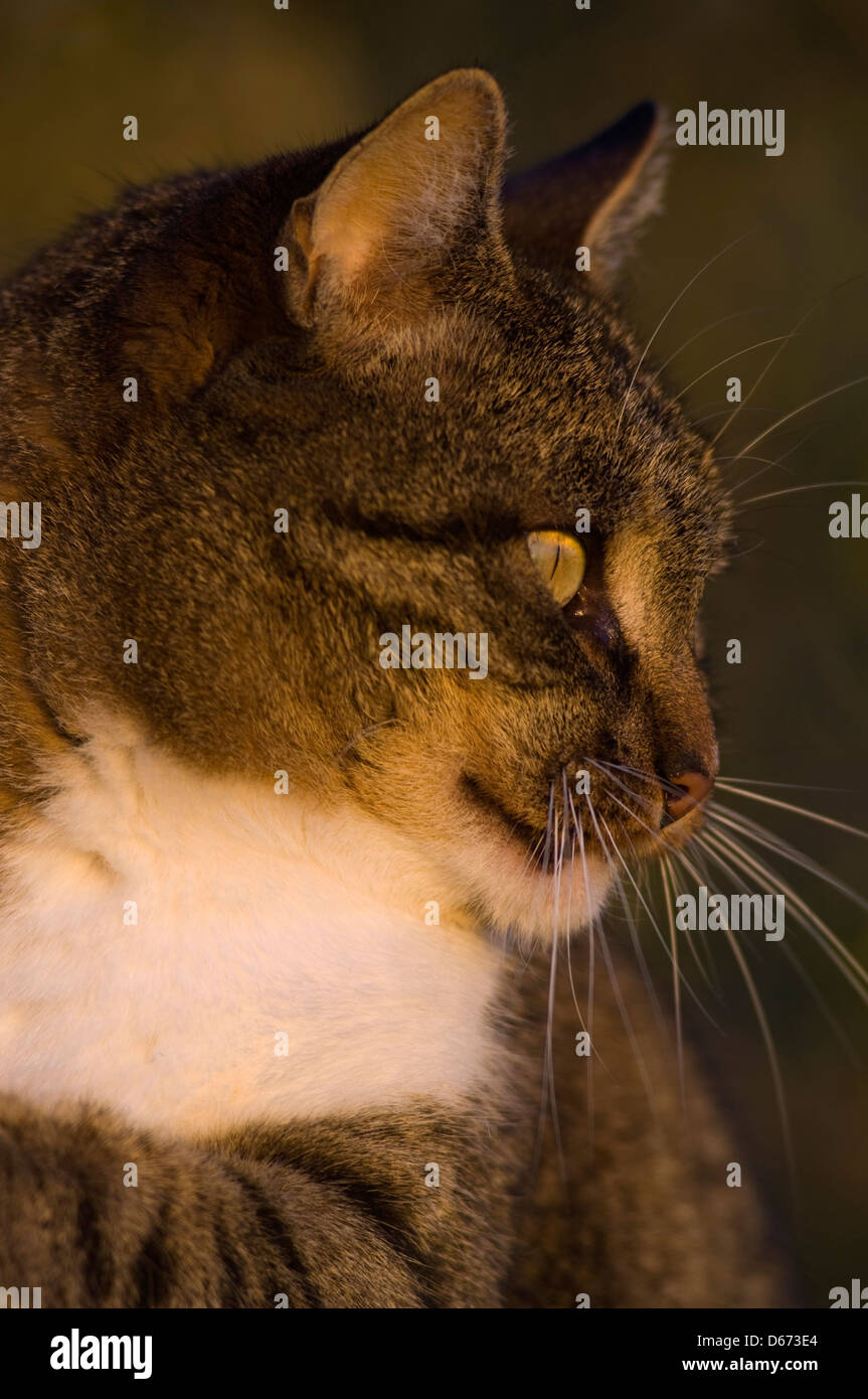 Close-up of an adult tomcat in profile Stock Photo - Alamy
