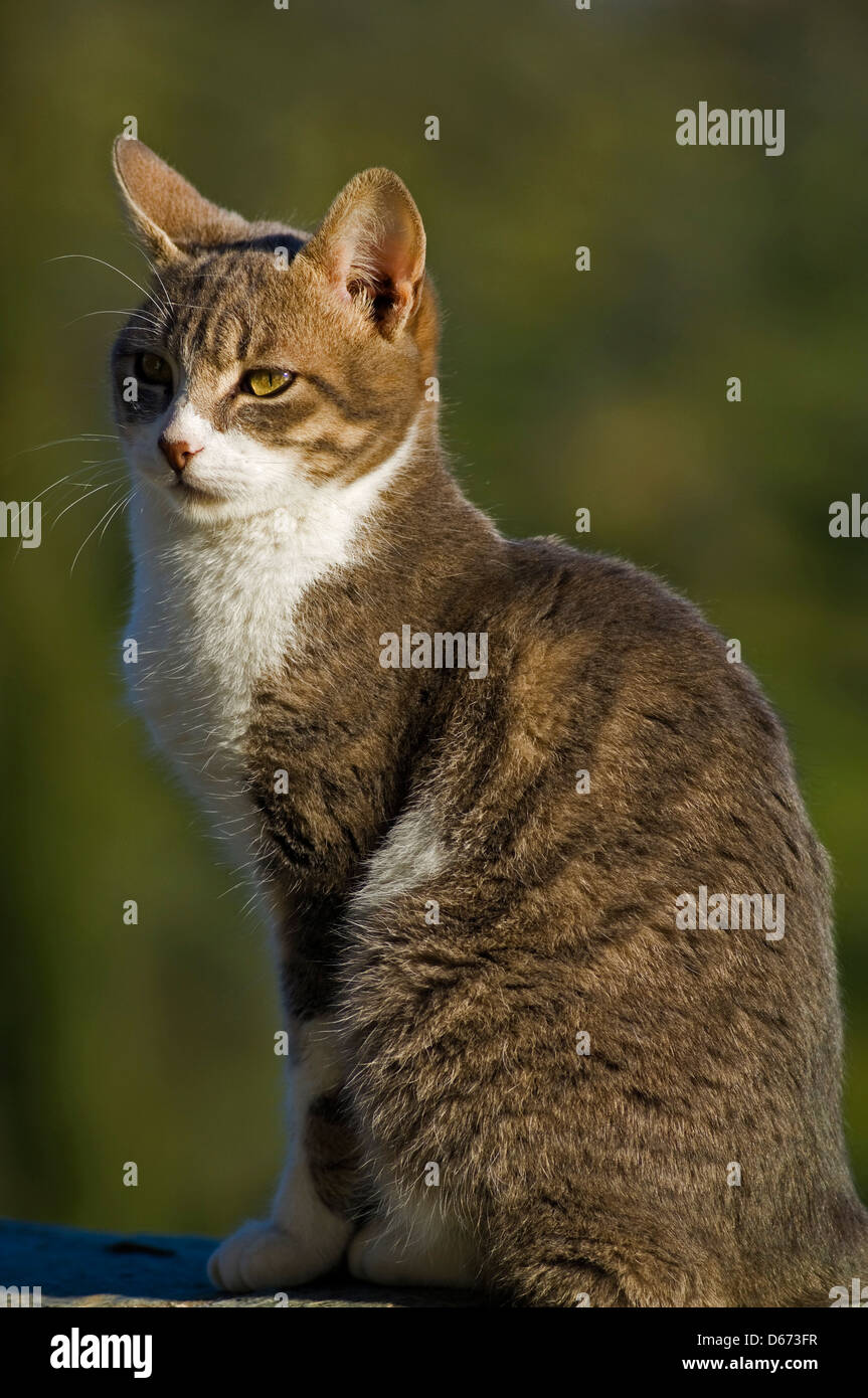 Portrait of a young tomcat sitting in sunset light looking alert Stock ...