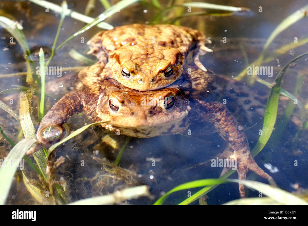 Stuttgart, Germany, 14 April 2013. A female toad carries a male for egg ...