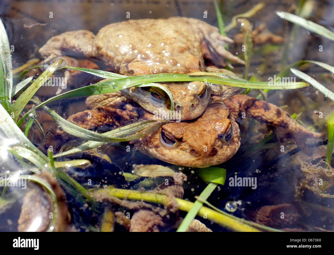 Many toads hi-res stock photography and images - Alamy