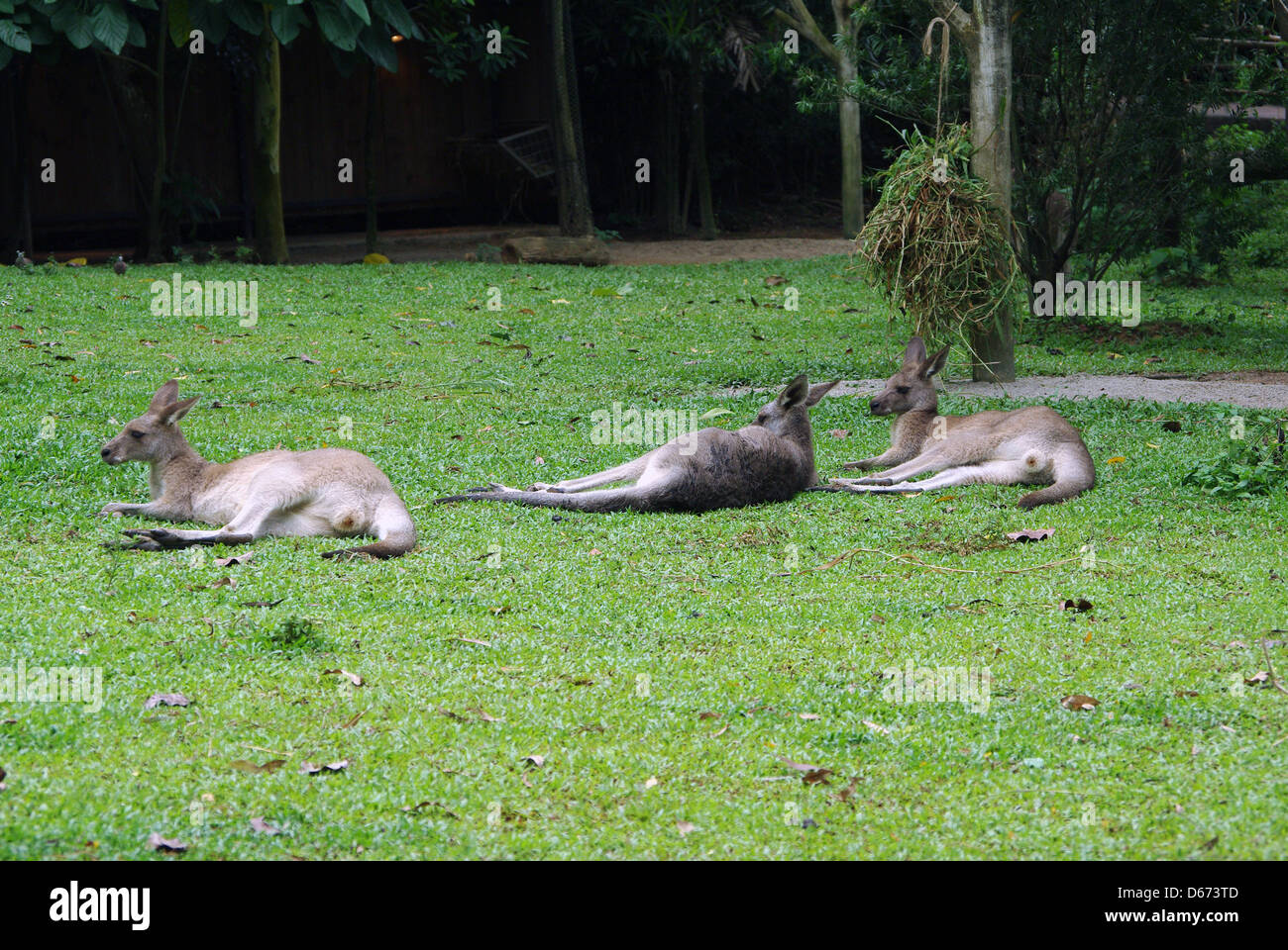 Wallaby laying down hi-res stock photography and images - Alamy