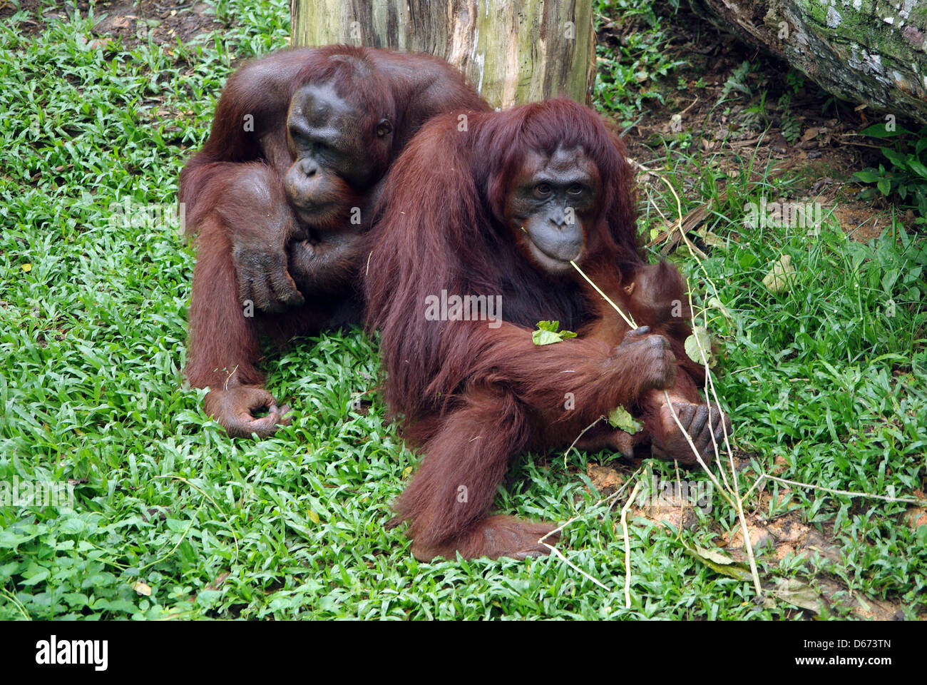 Two 2 Orangutans sitting down eating in Singapore zoo Stock Photo - Alamy
