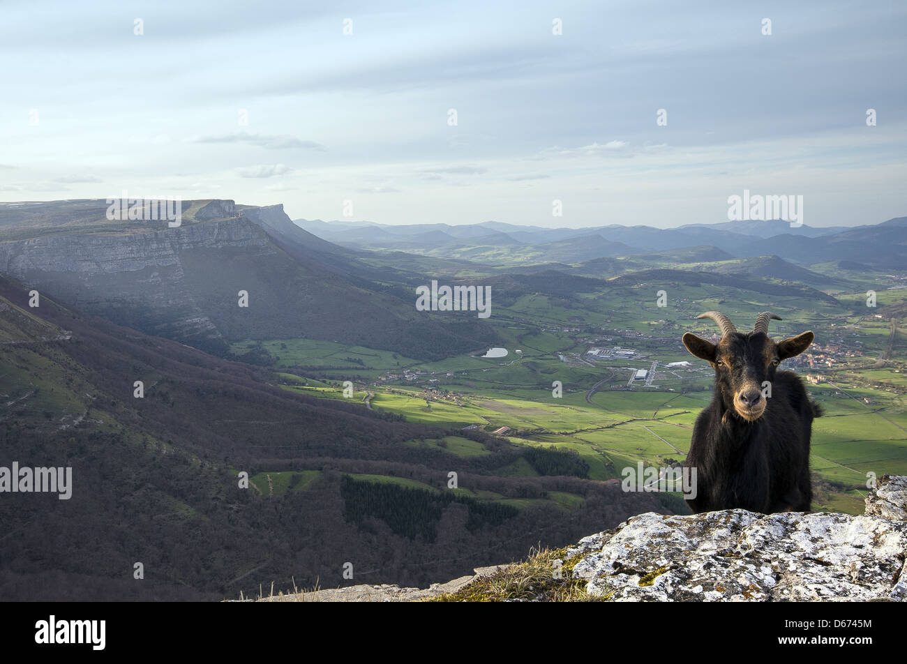 Goat grazing on the Basque countryside with views down the Delica ...
