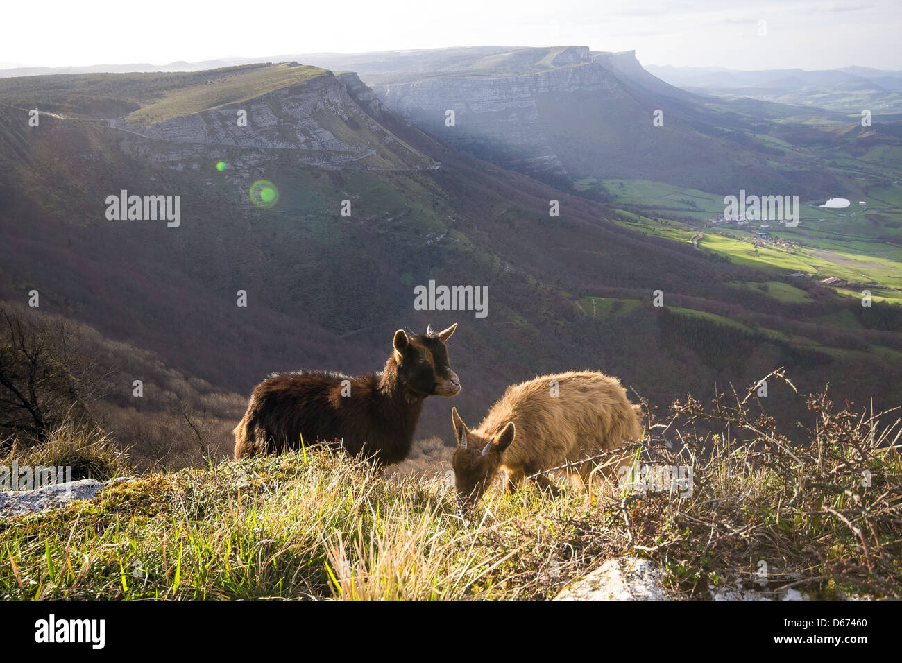 Young goats grazing in the Basque countryside with views down the ...