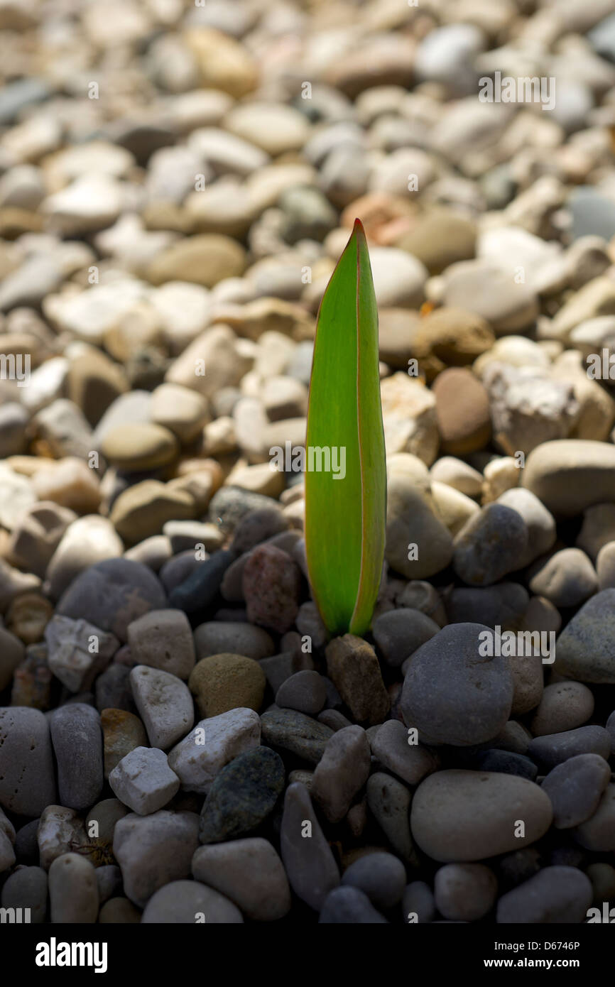 A Daffodil emerges from a rock covered garden, an early sign of Spring ...