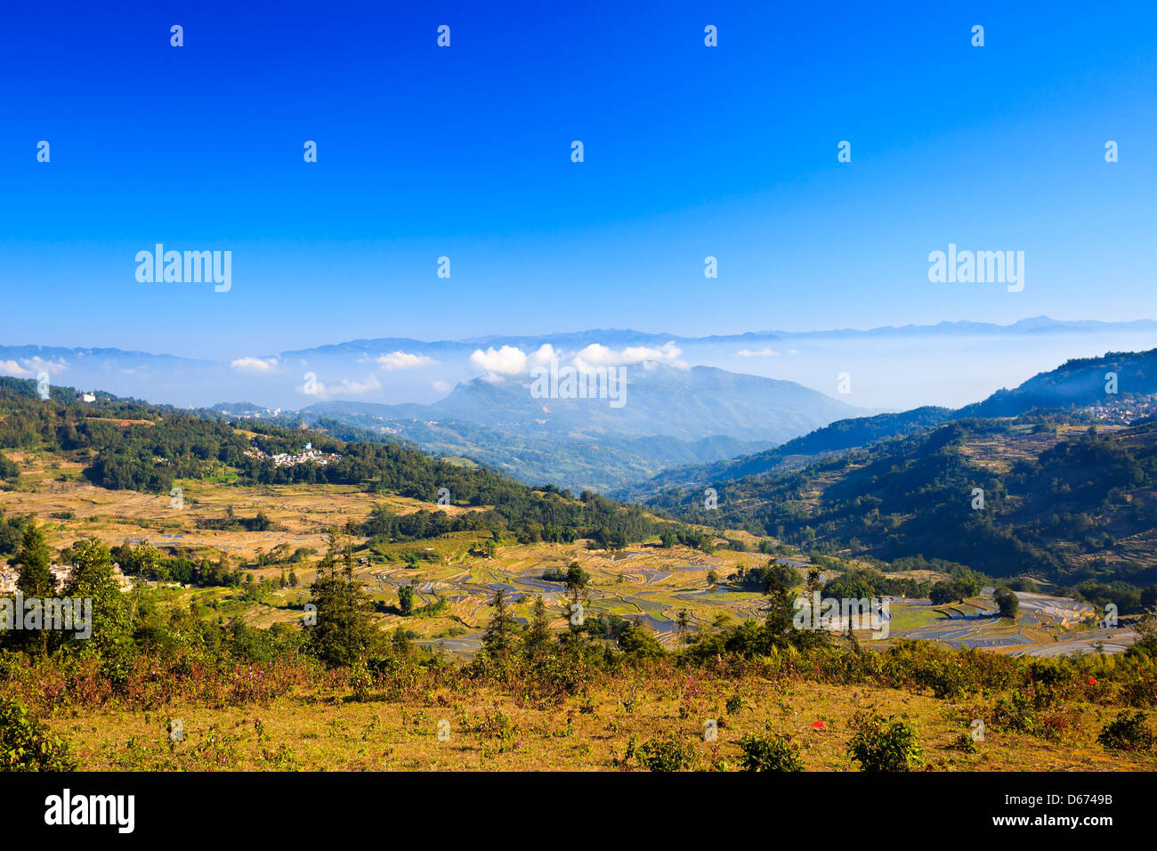 Panorama landscape gold rice hi-res stock photography and images - Alamy