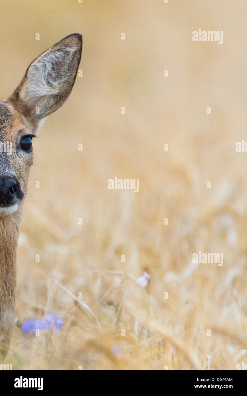 doe in grainfield, capreolus capreolus, germany Stock Photo - Alamy