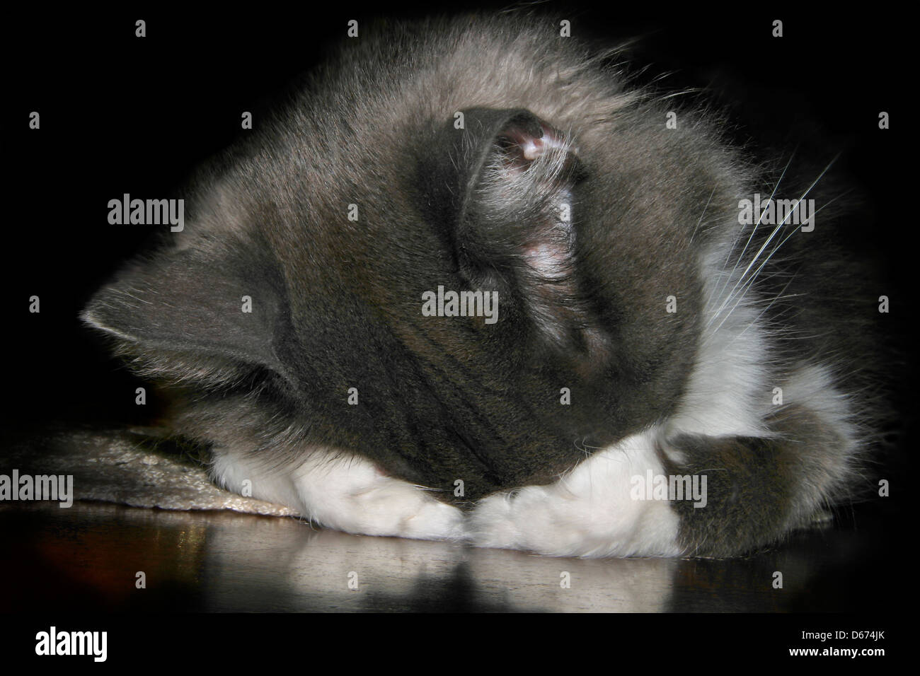 A cat covers his eyes while he sleeps Stock Photo - Alamy