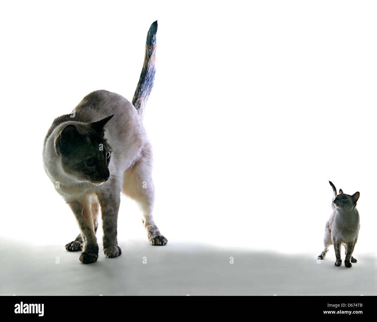 Gulliver looks surprised at the small Lilliputian Stock Photo - Alamy