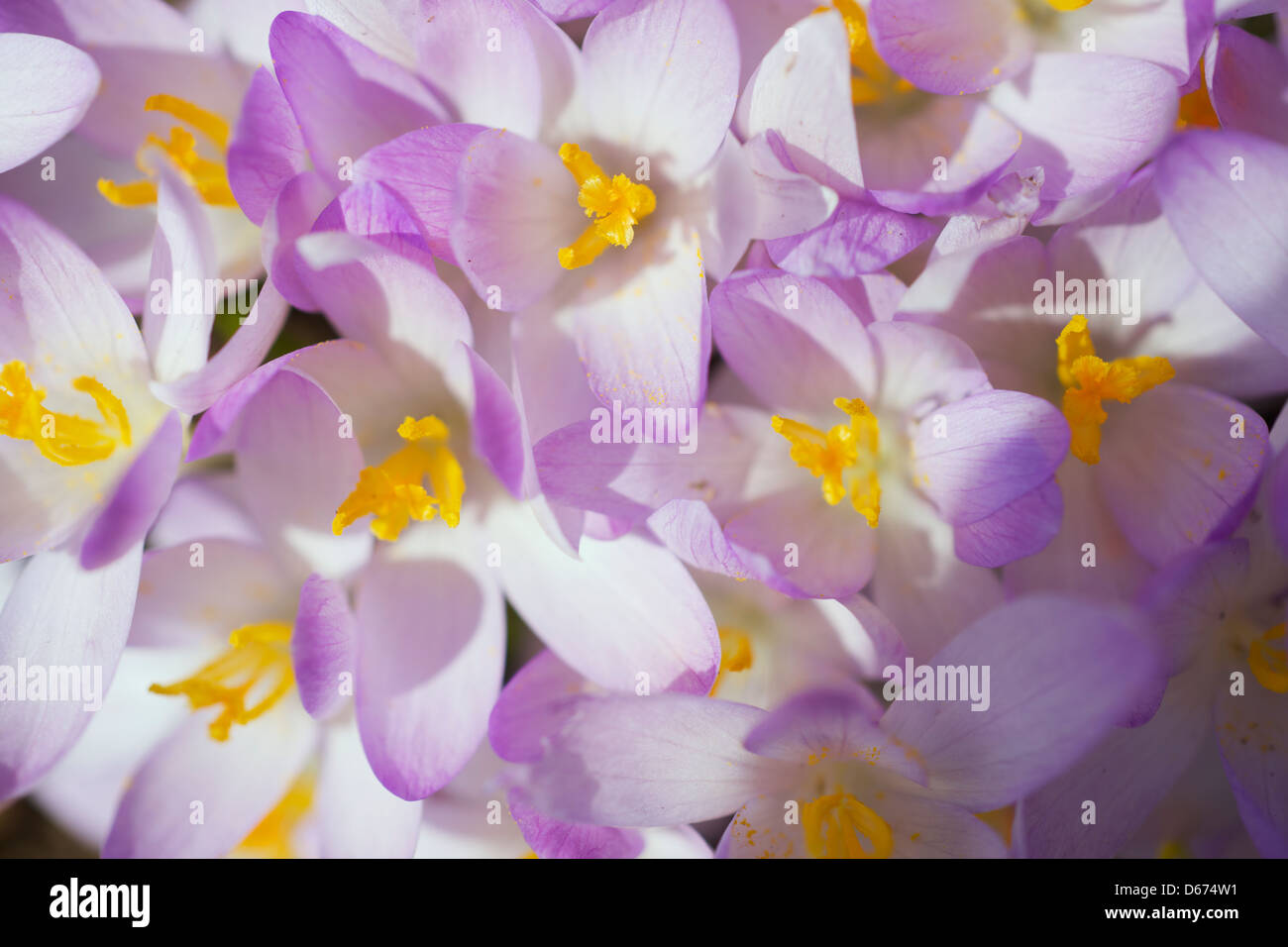 Crocuses blooming an early sign of Spring Stock Photo - Alamy