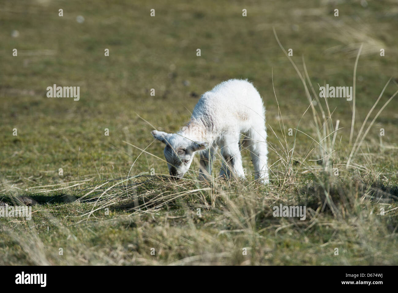 A Lamb nibbles the saltmarsh Stock Photo - Alamy