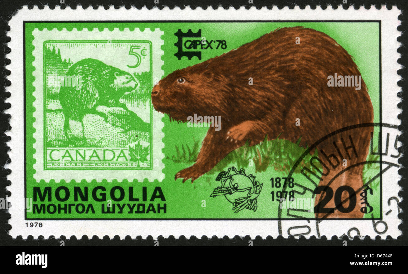 Beaver picture art hi-res stock photography and images - Alamy