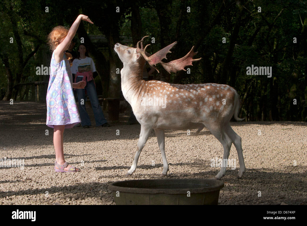 Dama dama - child interacting with fallow deer in a striking pose ...