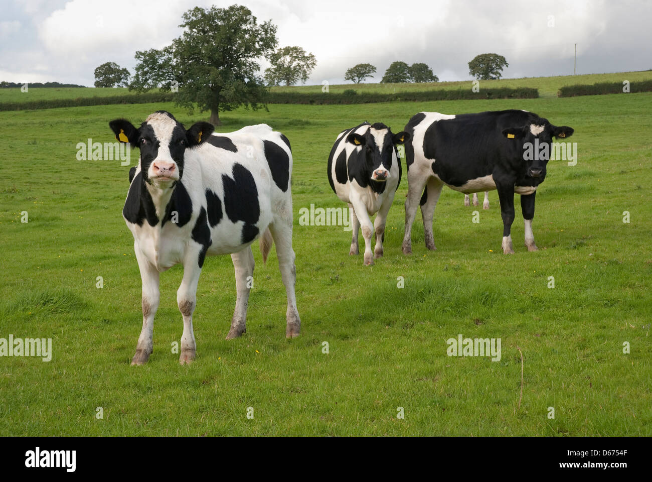 Black white holstein cow calf hi-res stock photography and images - Alamy