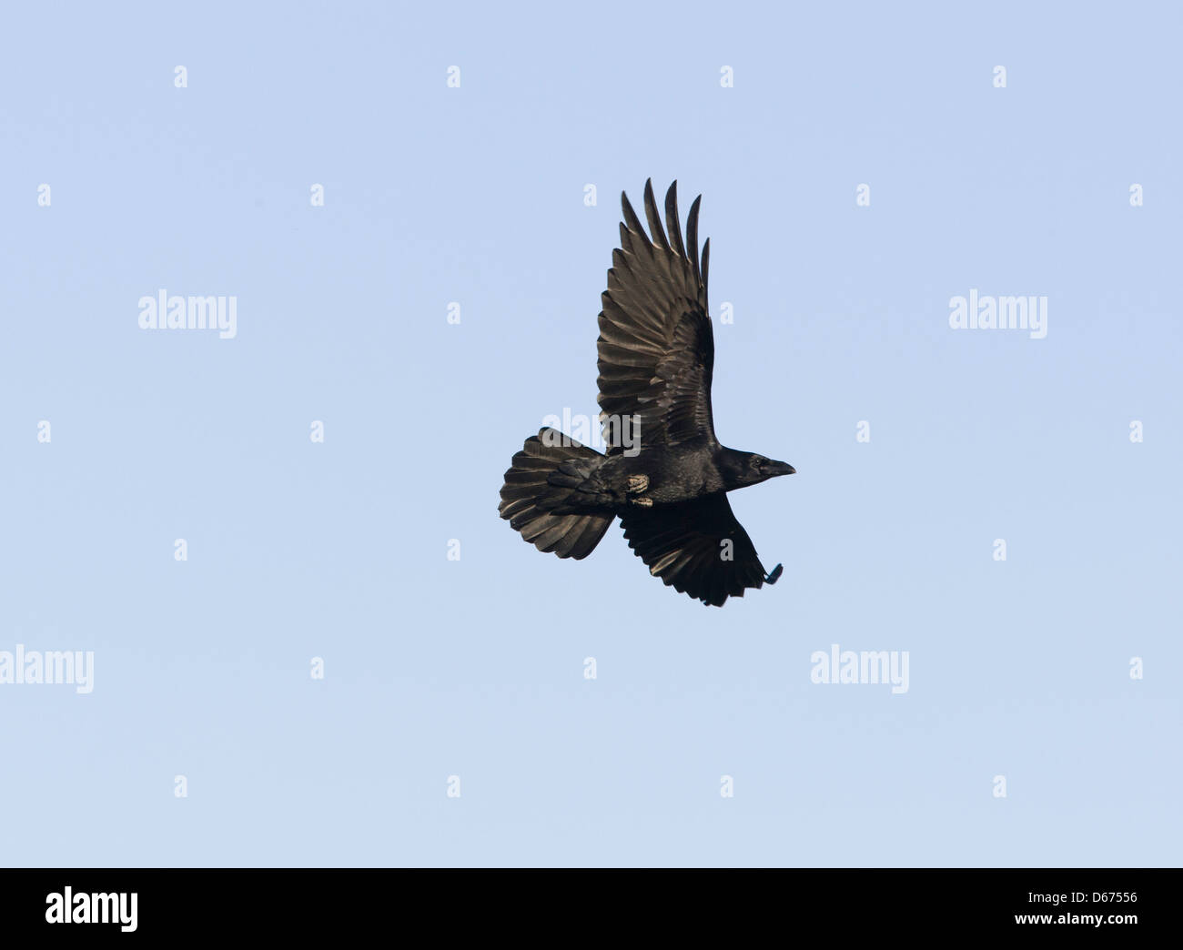 Raven flying hi-res stock photography and images - Alamy