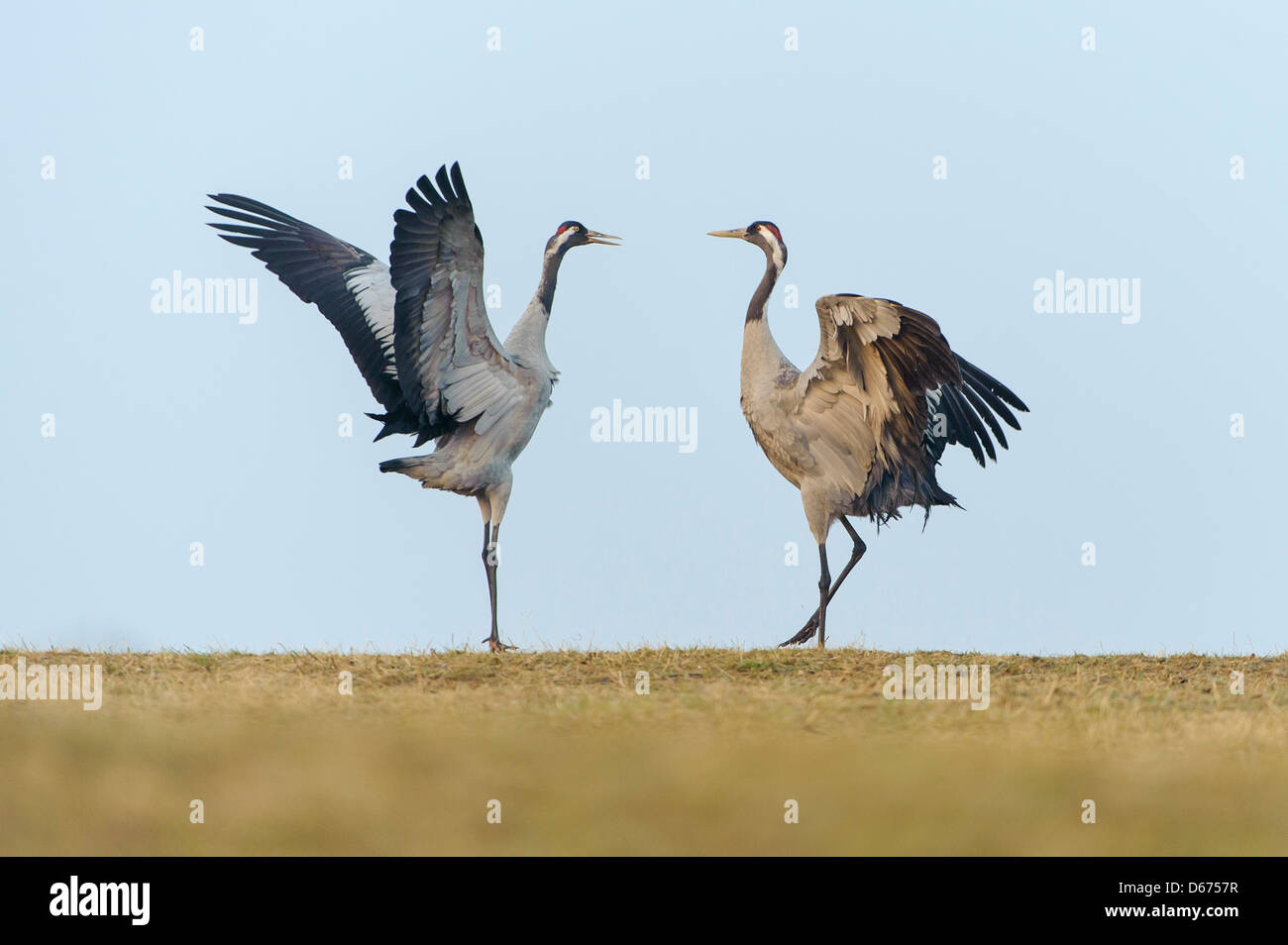 Season mating hi-res stock photography and images - Alamy
