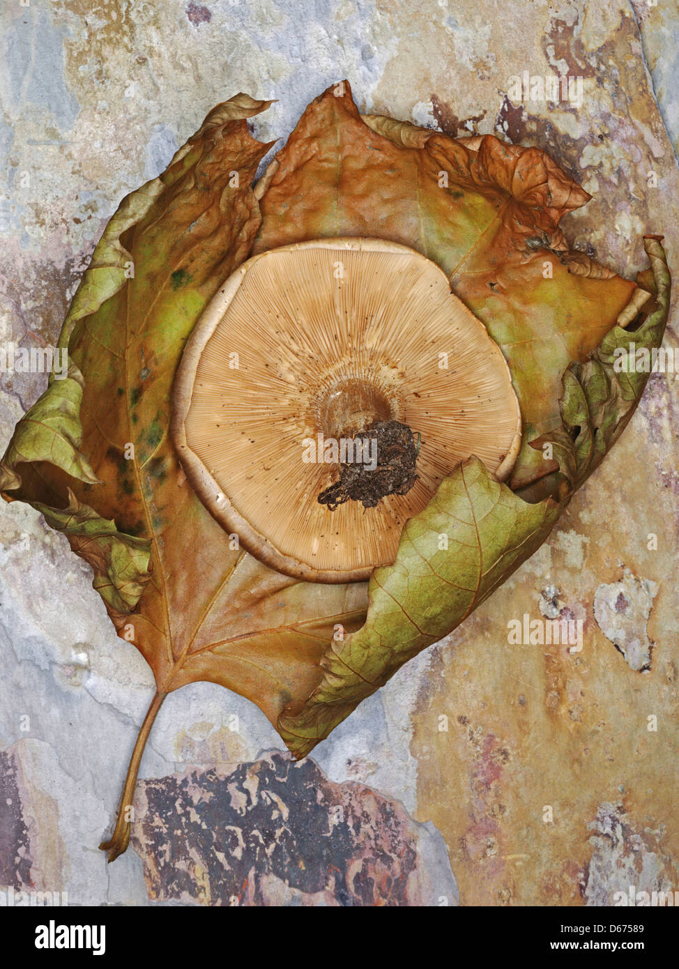 Edible mushroom on sycamore leaf Stock Photo - Alamy