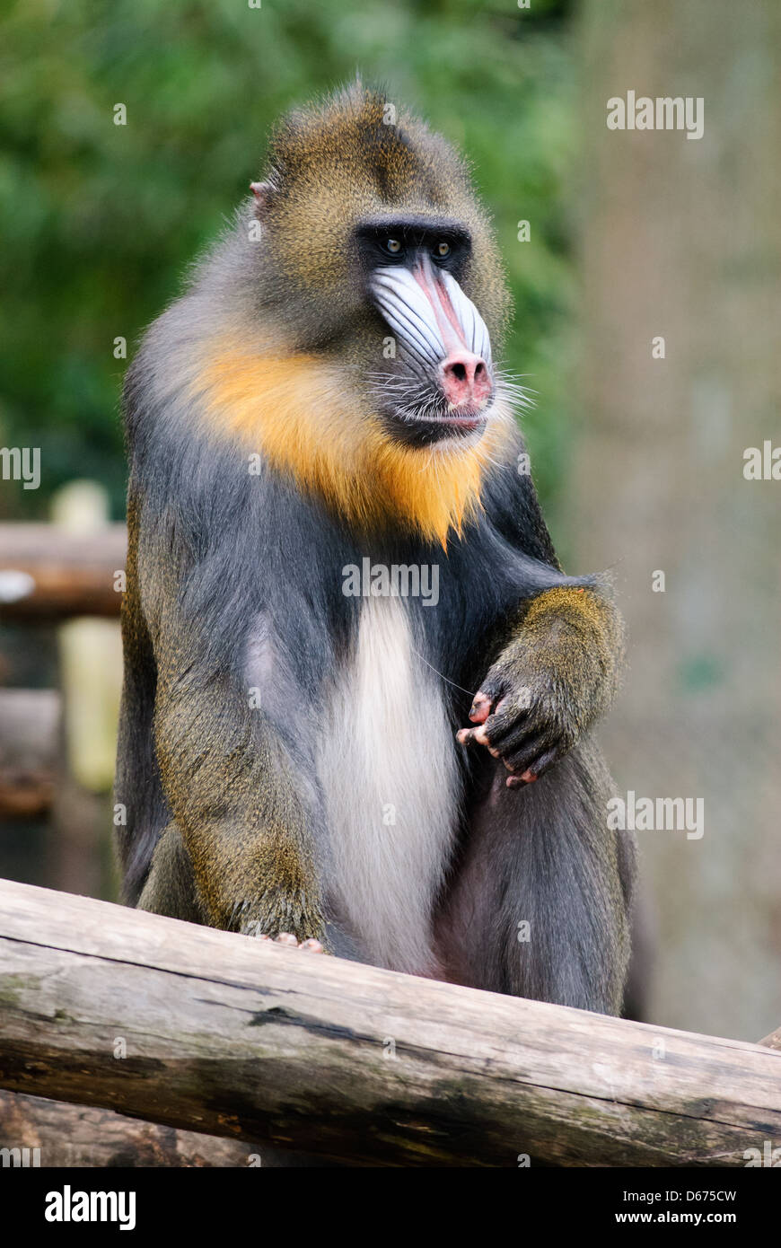 Vulnerable mandrill mandrillus sphinx hi-res stock photography and ...
