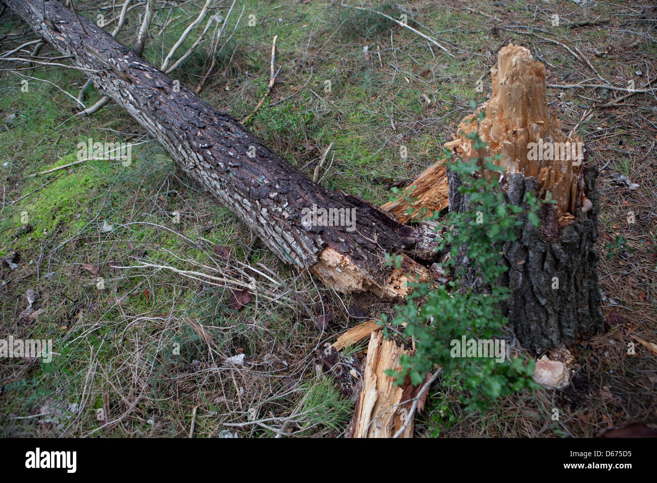Uprooting trees hi-res stock photography and images - Alamy