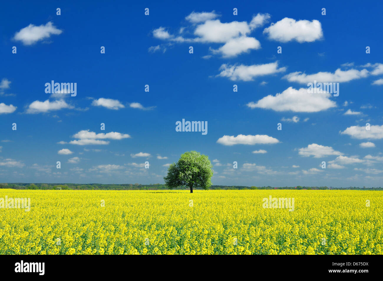 Spring Landscape, Lonely tree and Colza Stock Photo - Alamy