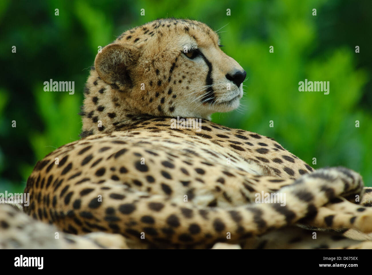 Vulnerable iucn vu hi-res stock photography and images - Alamy