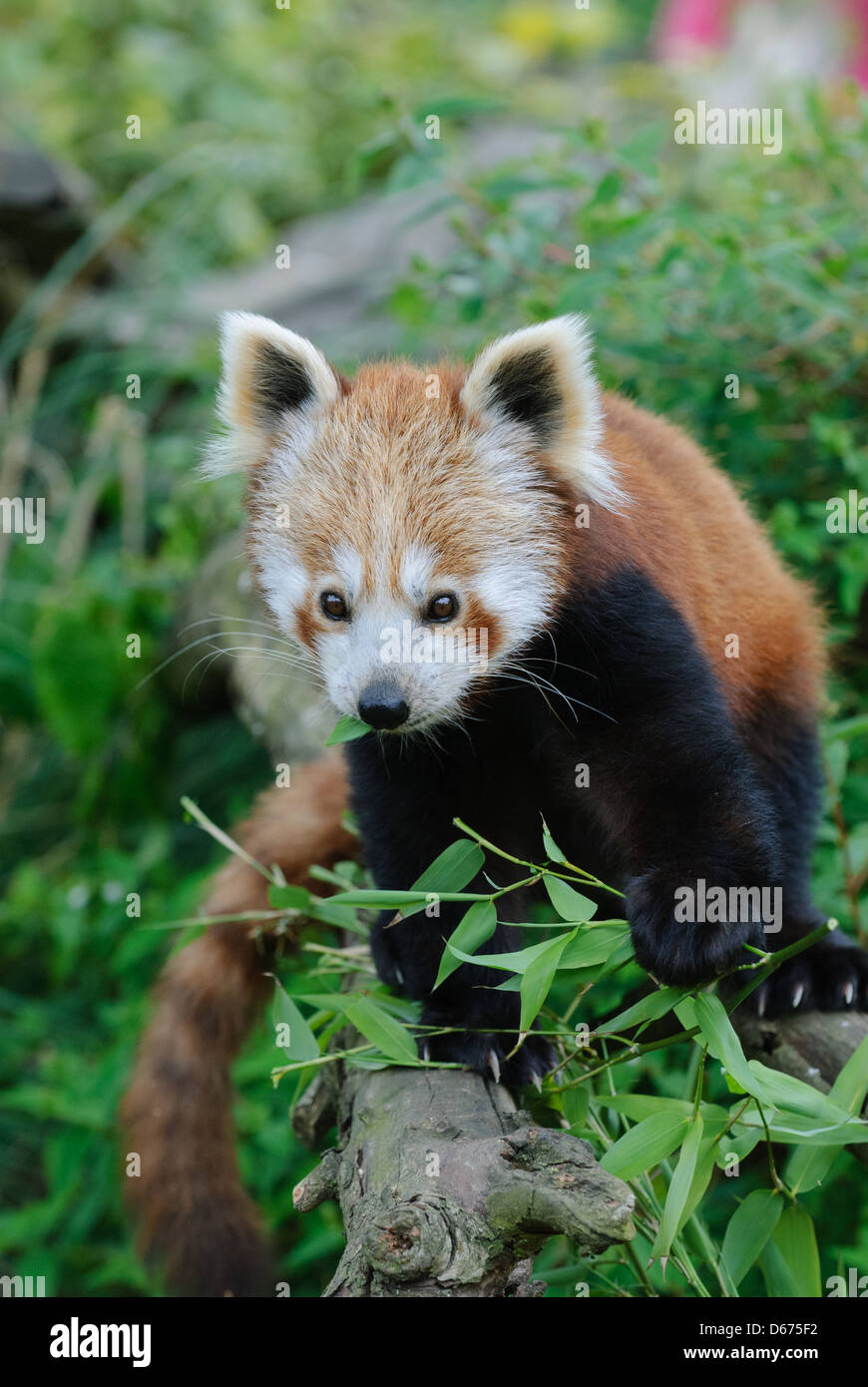 Red Panda (Ailurus fulgens Stock Photo - Alamy
