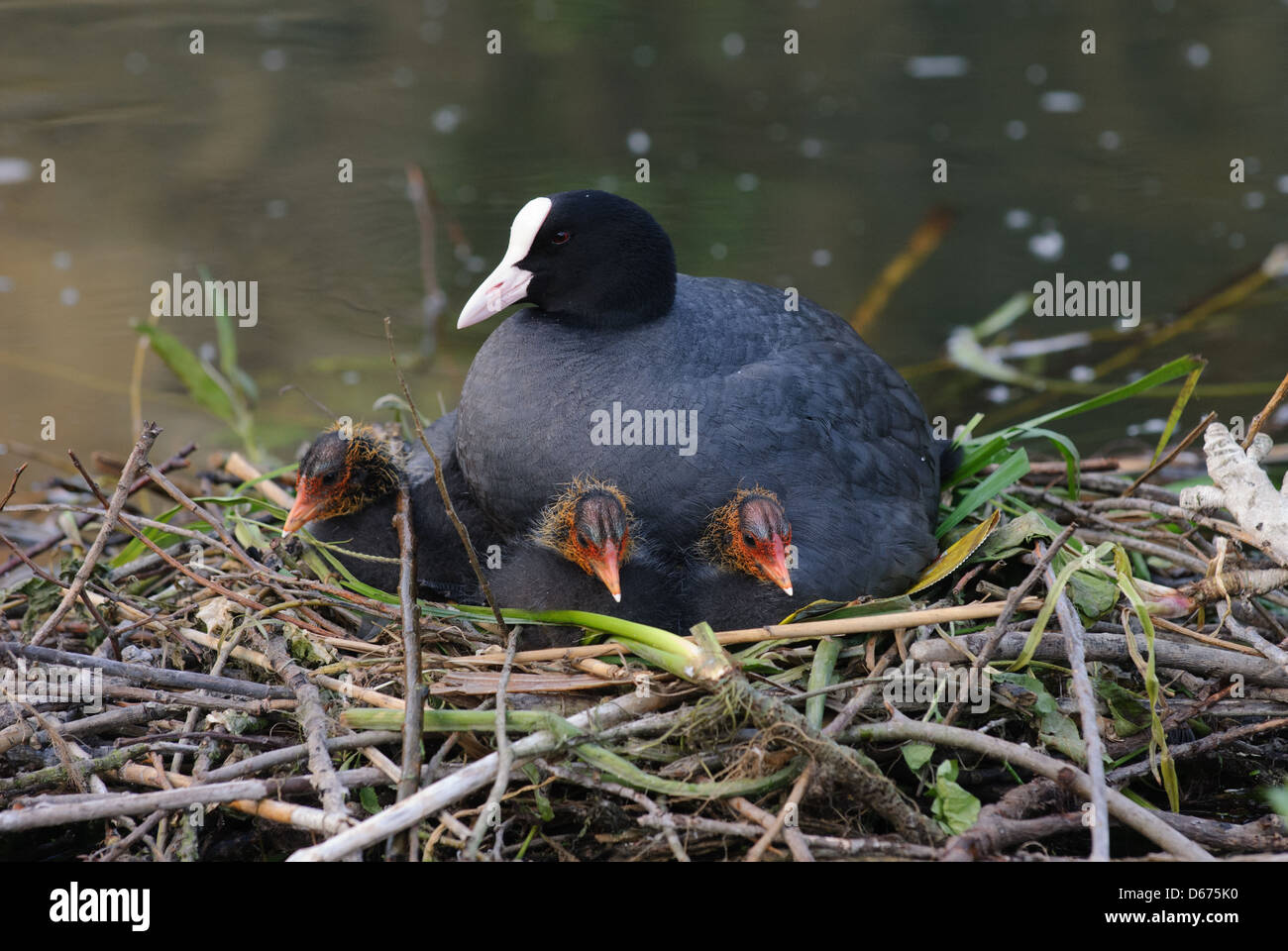 Common Coot on nest with chickens Stock Photo - Alamy