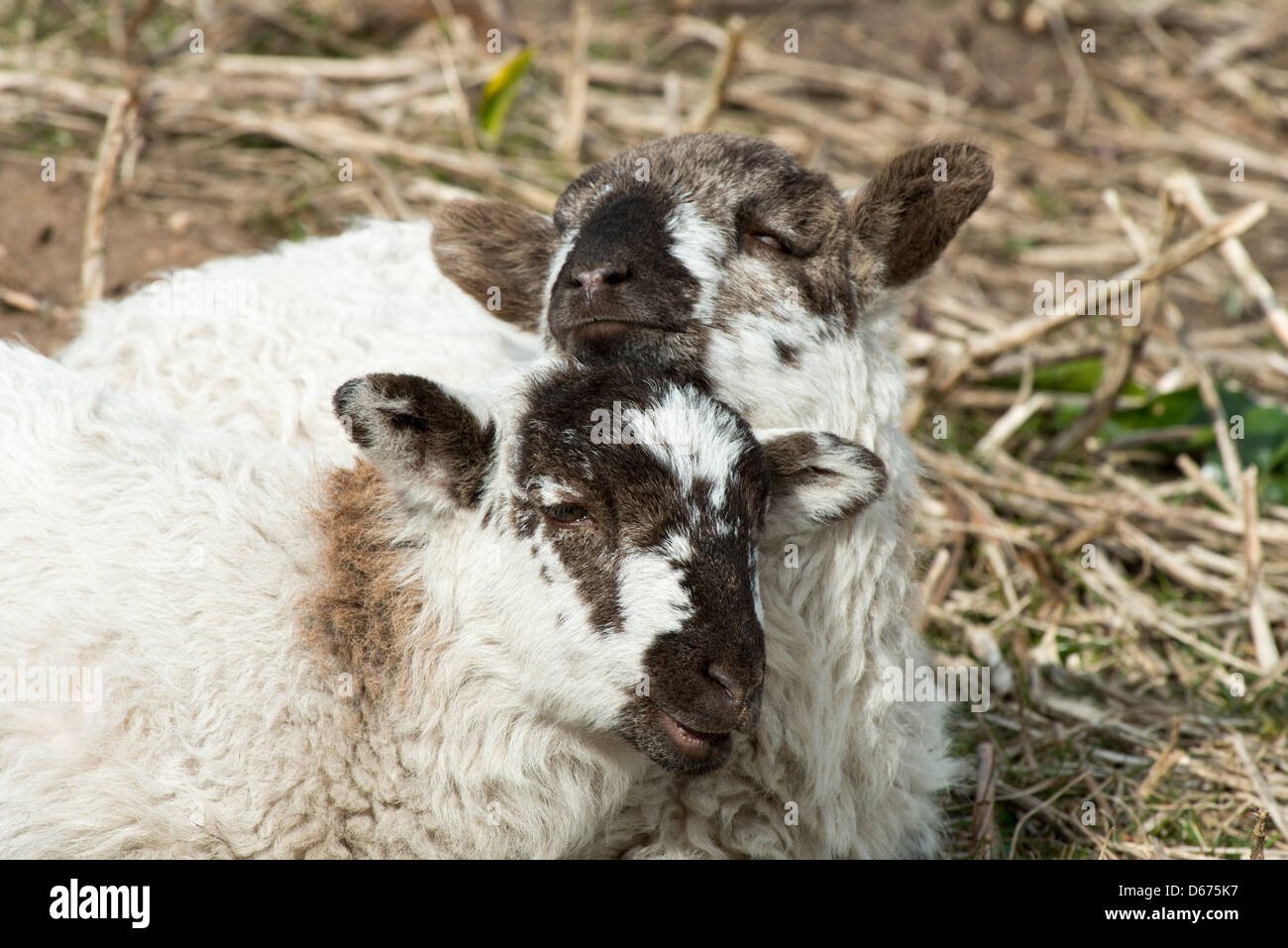 Welsh Lambs snuggle together in a sunny sheltered hollow Stock Photo ...