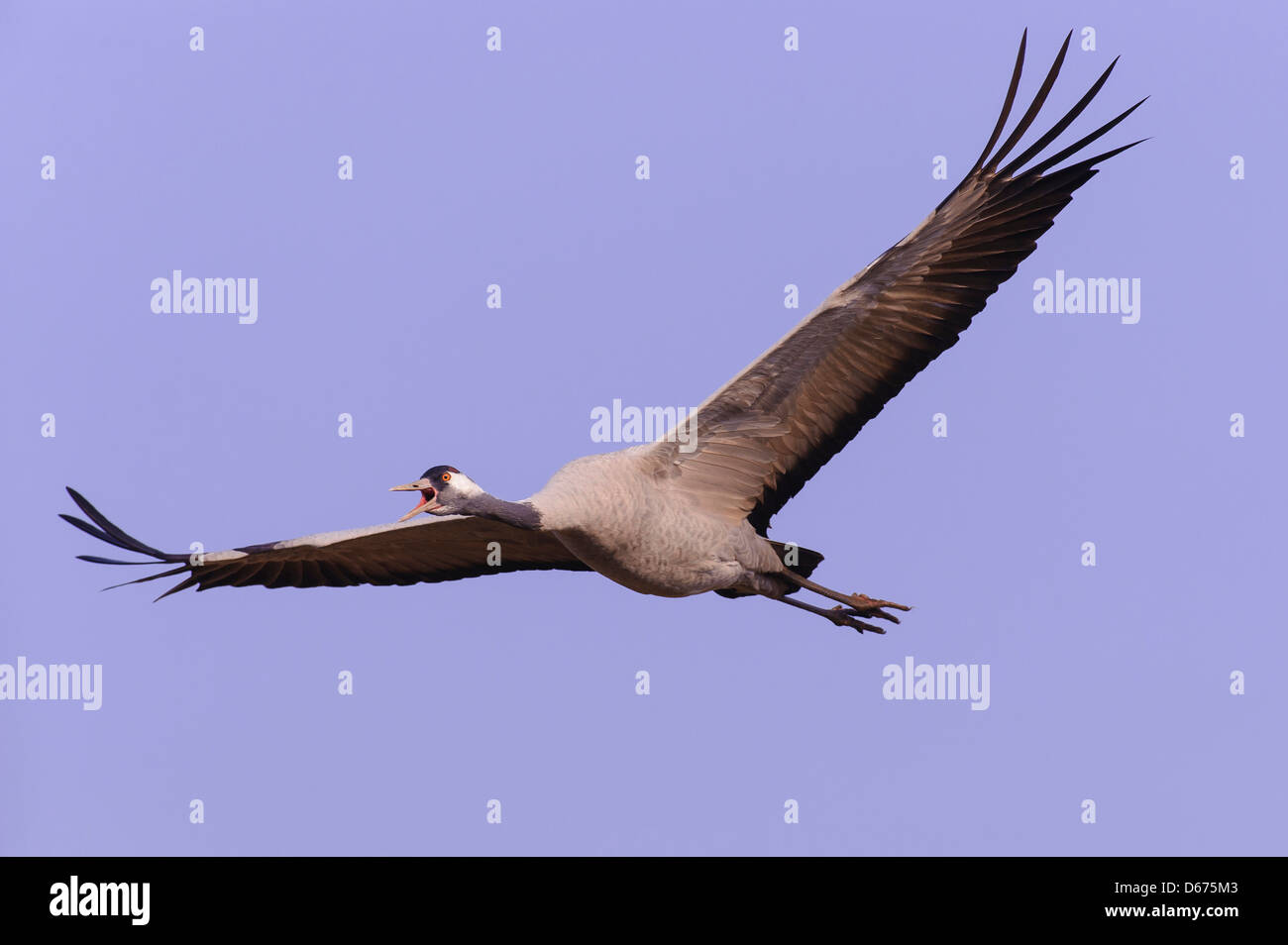 Crane in flight hi-res stock photography and images - Alamy
