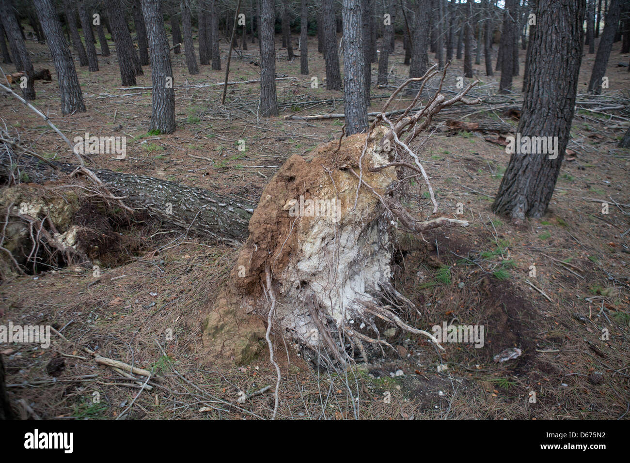 Uprooting of tree hi-res stock photography and images - Alamy