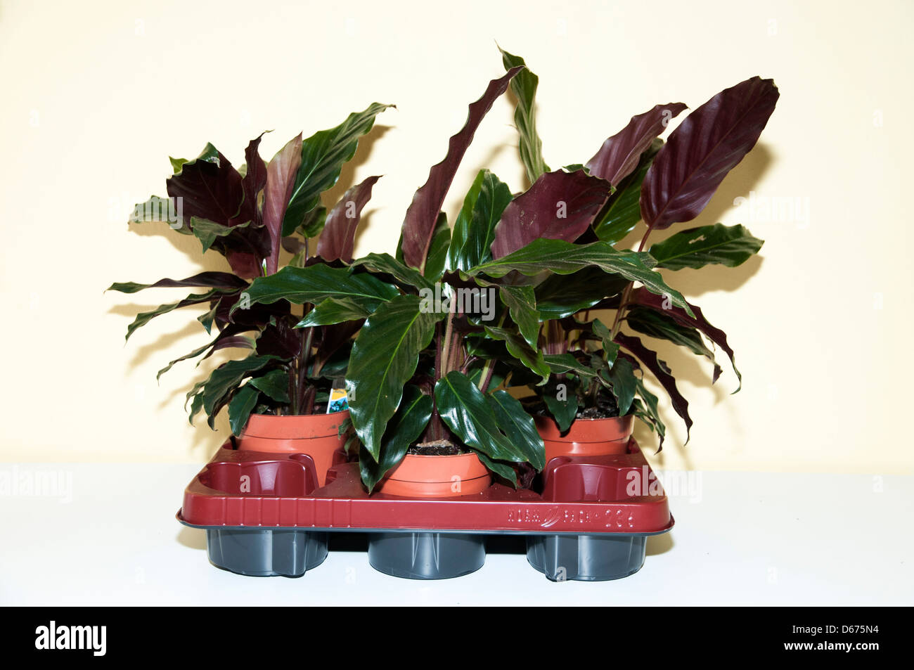 green plants and red in its pot Stock Photo - Alamy