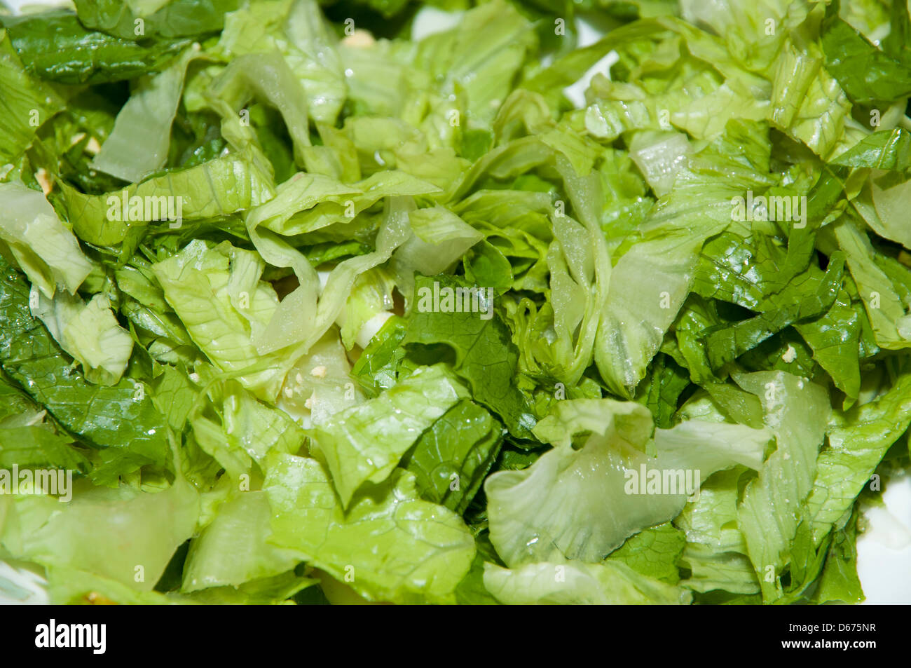 Hare lettuce hi-res stock photography and images - Alamy