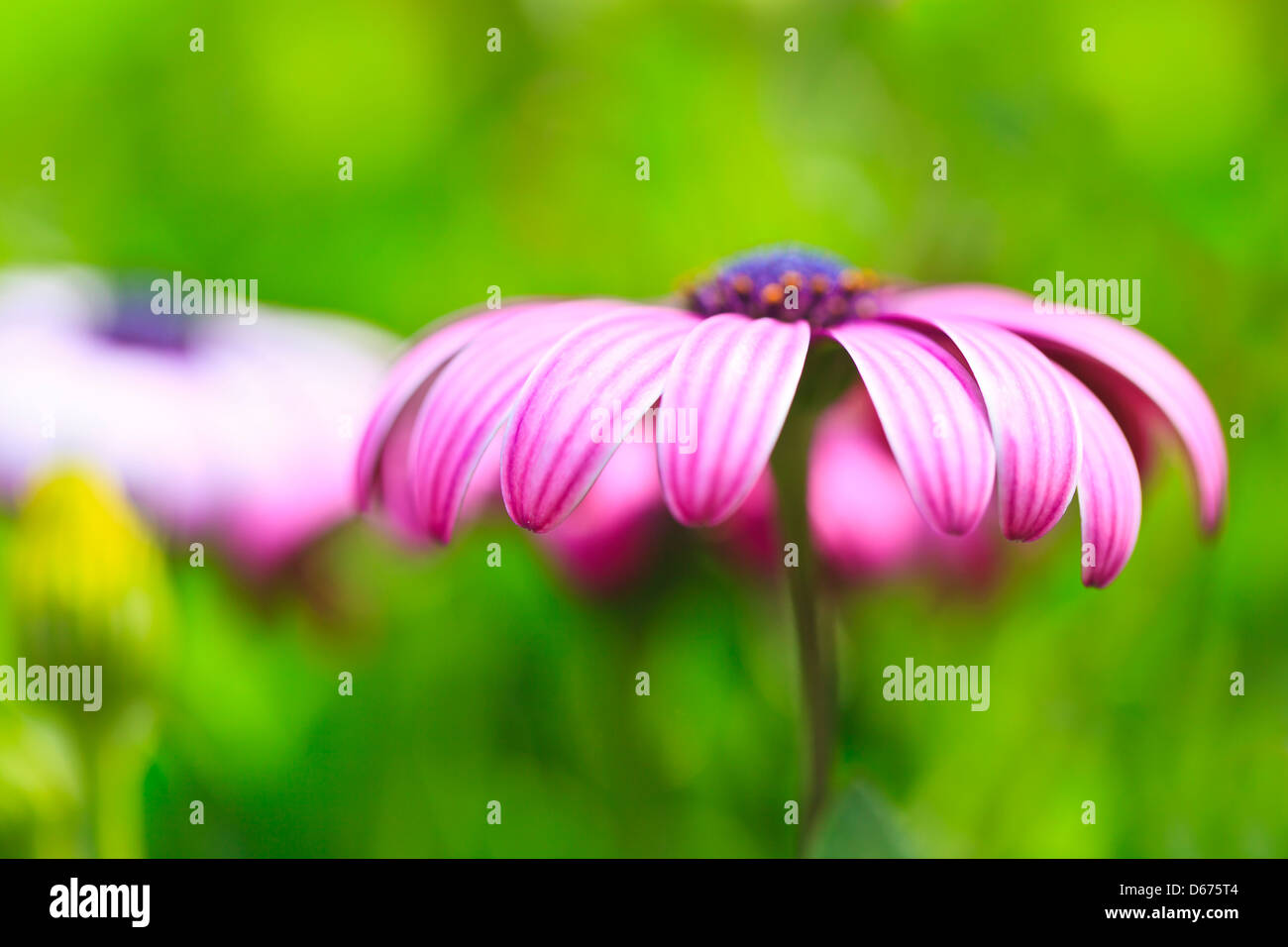 Purple flower petals, close-up Stock Photo - Alamy Purple flower petals, close-up Stock Photo - Alamy