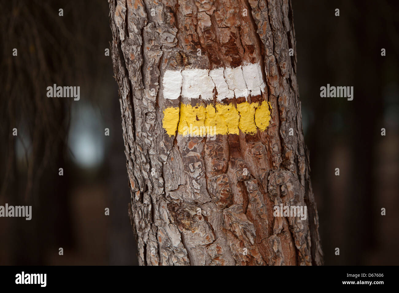 sign, tree, sign, trekking, road, forest, road, yellow, white ...