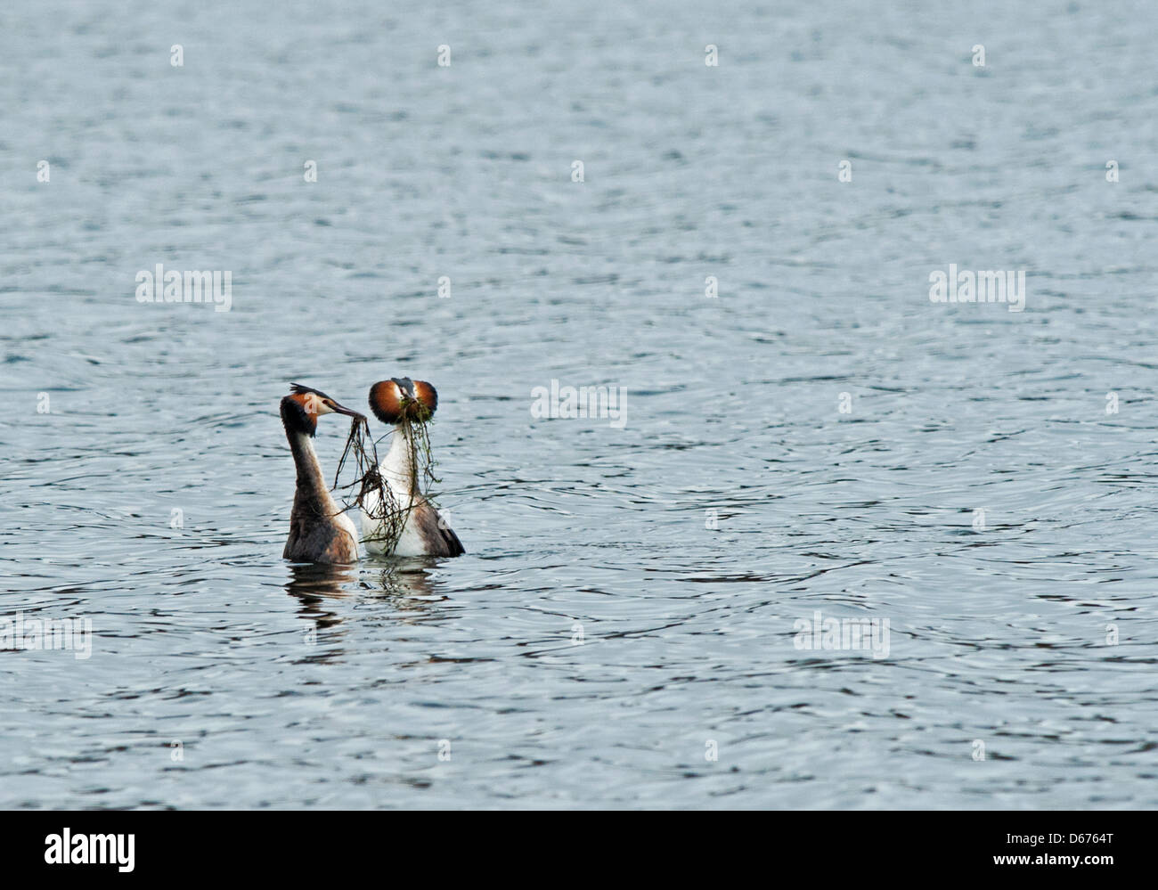 Pair of Great Crested Grebe courtship weed dance Stock Photo - Alamy