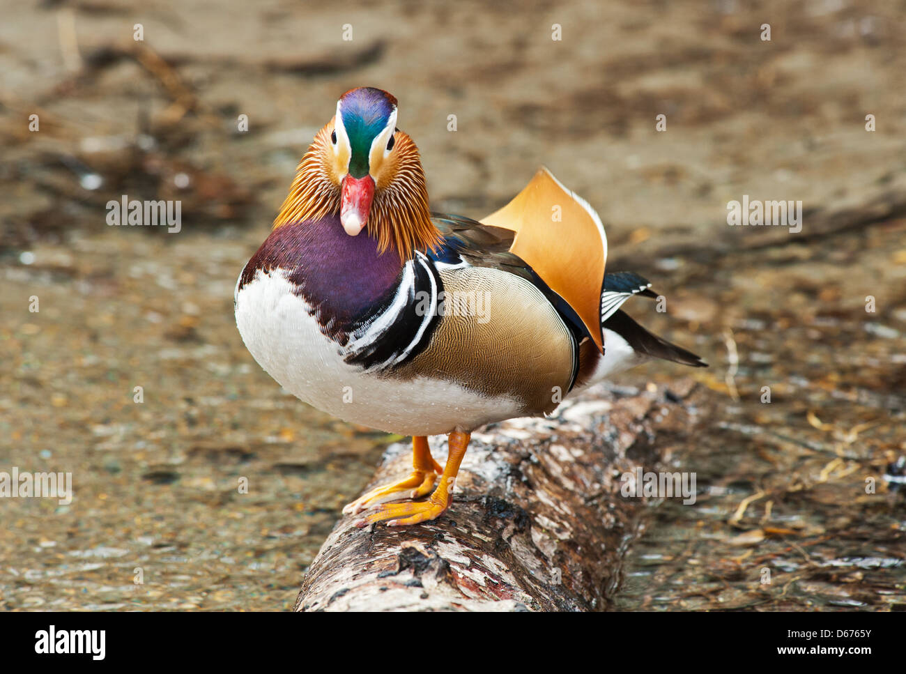 Mandarin drake hi-res stock photography and images - Alamy