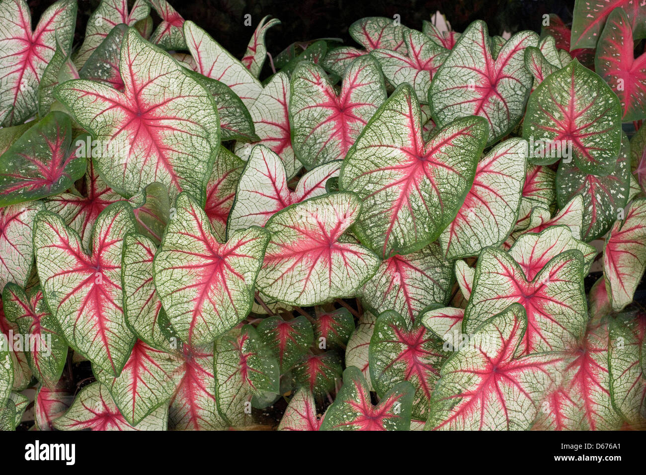 Caladium bicolor hi-res stock photography and images - Alamy