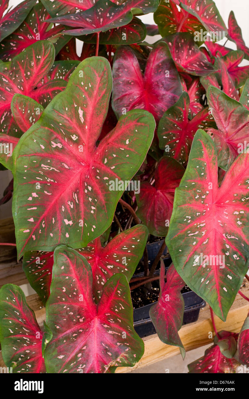 Red Caladium Close-Up Stock Photo - Alamy