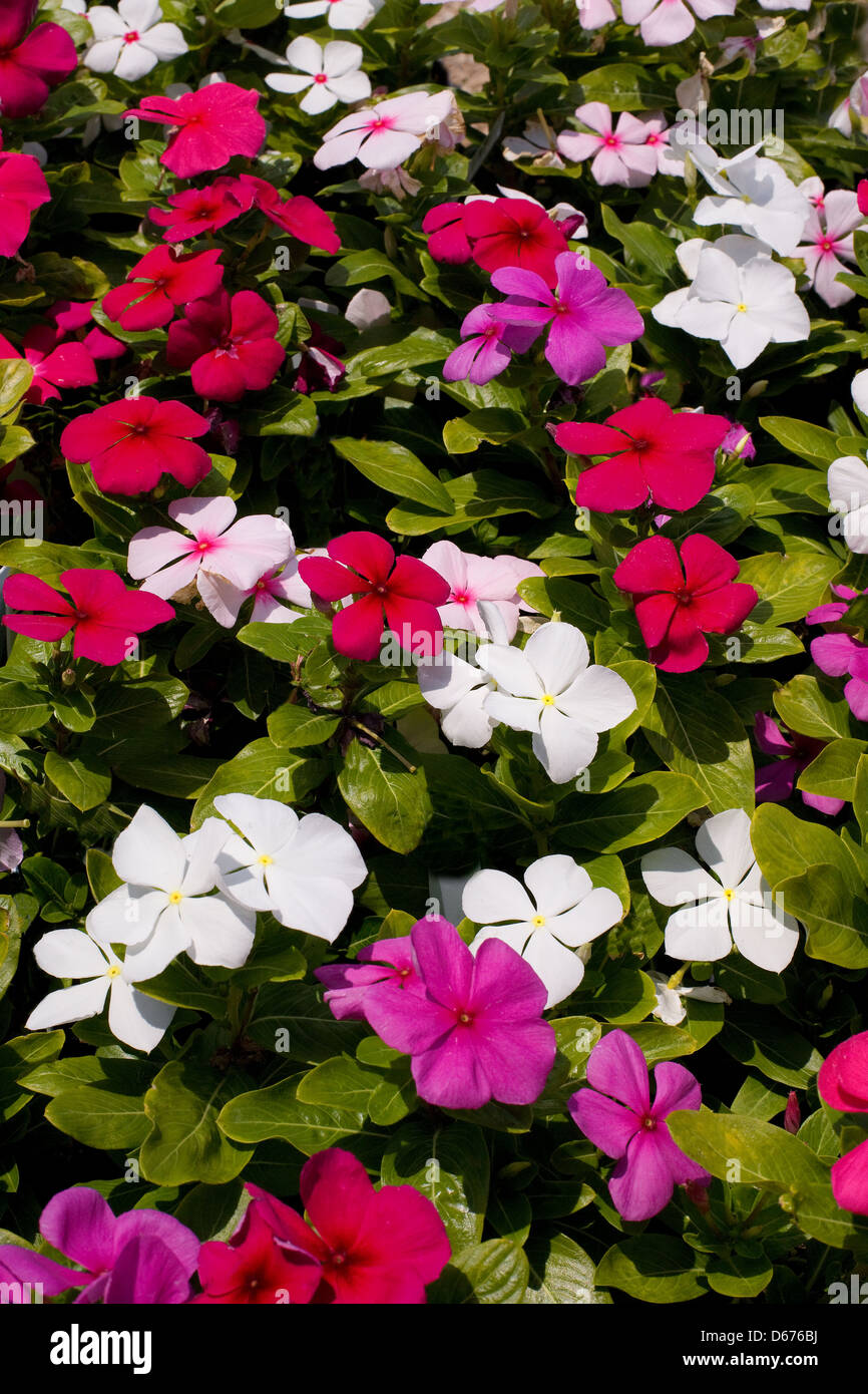 Flowers particular garden hi-res stock photography and images - Alamy