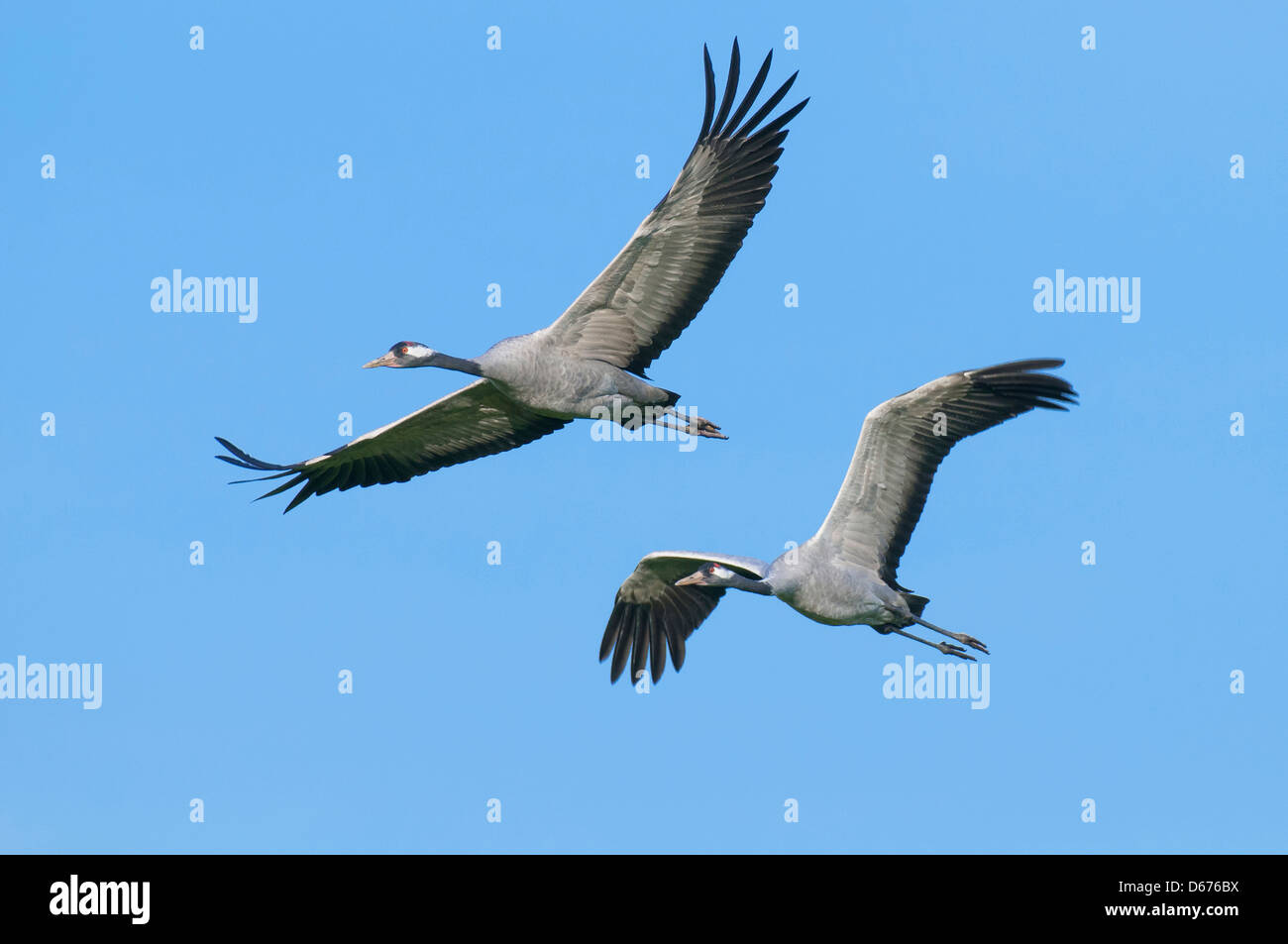 Flying cranes hi-res stock photography and images - Alamy