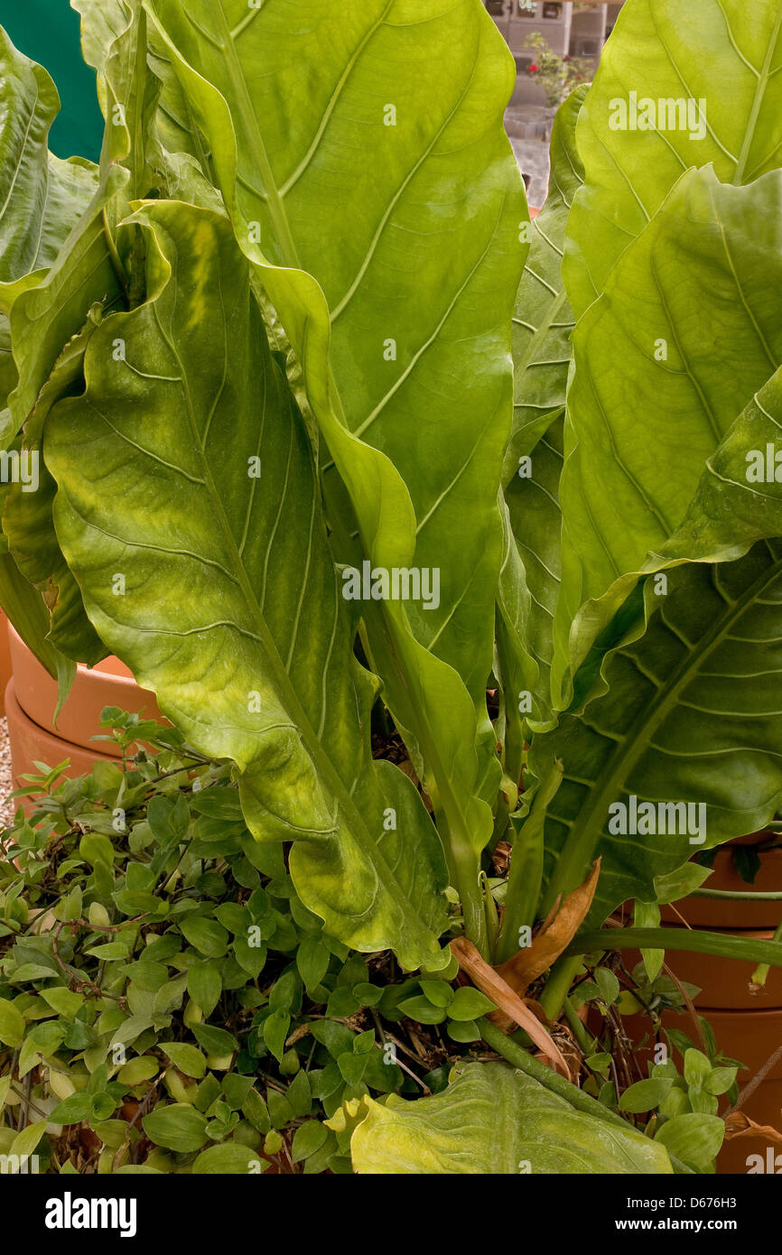 Wide leaf Plant Stock Photo - Alamy