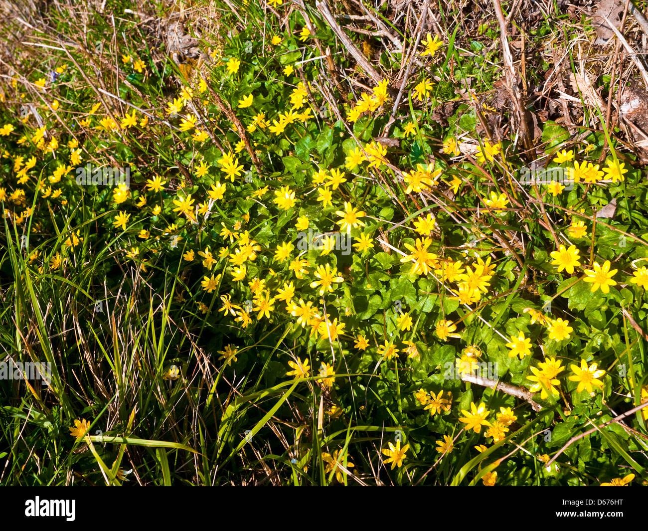 Wild Lesser Celandine plants - Indre-et-Loire, France Stock Photo - Alamy