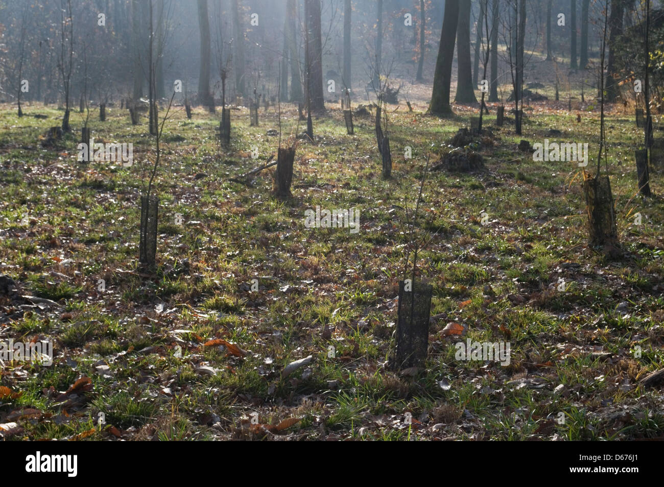 Hardwood planting. Felled woodland re-planted. Biodegradable tube tree ...