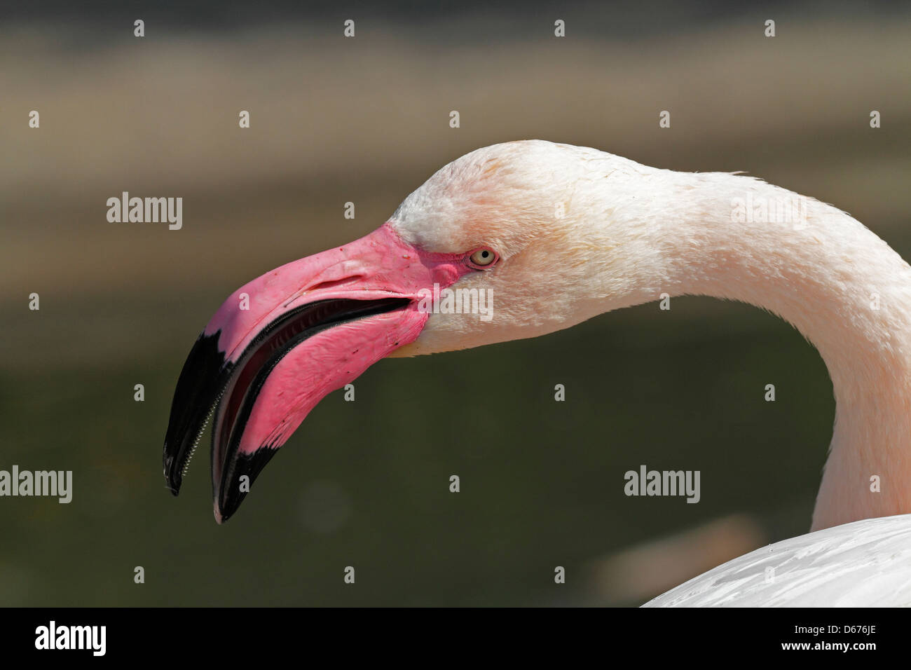 Flamingo head hi-res stock photography and images - Alamy