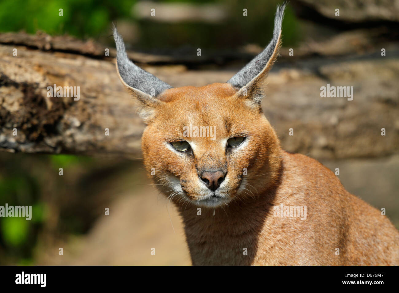 Caracal cat (Felis caracal), Prague Zoo Stock Photo - Alamy