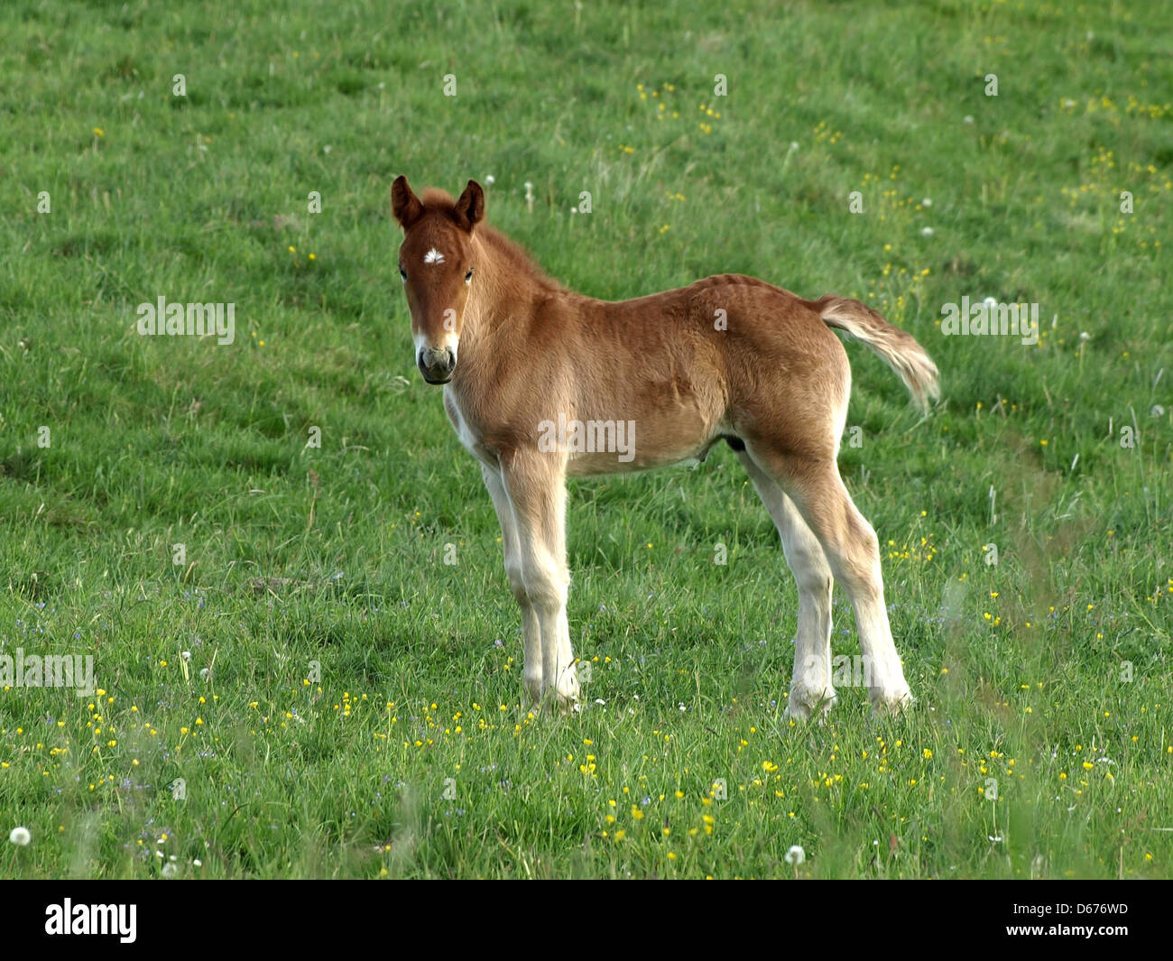 young horse on the pasture Stock Photo - Alamy