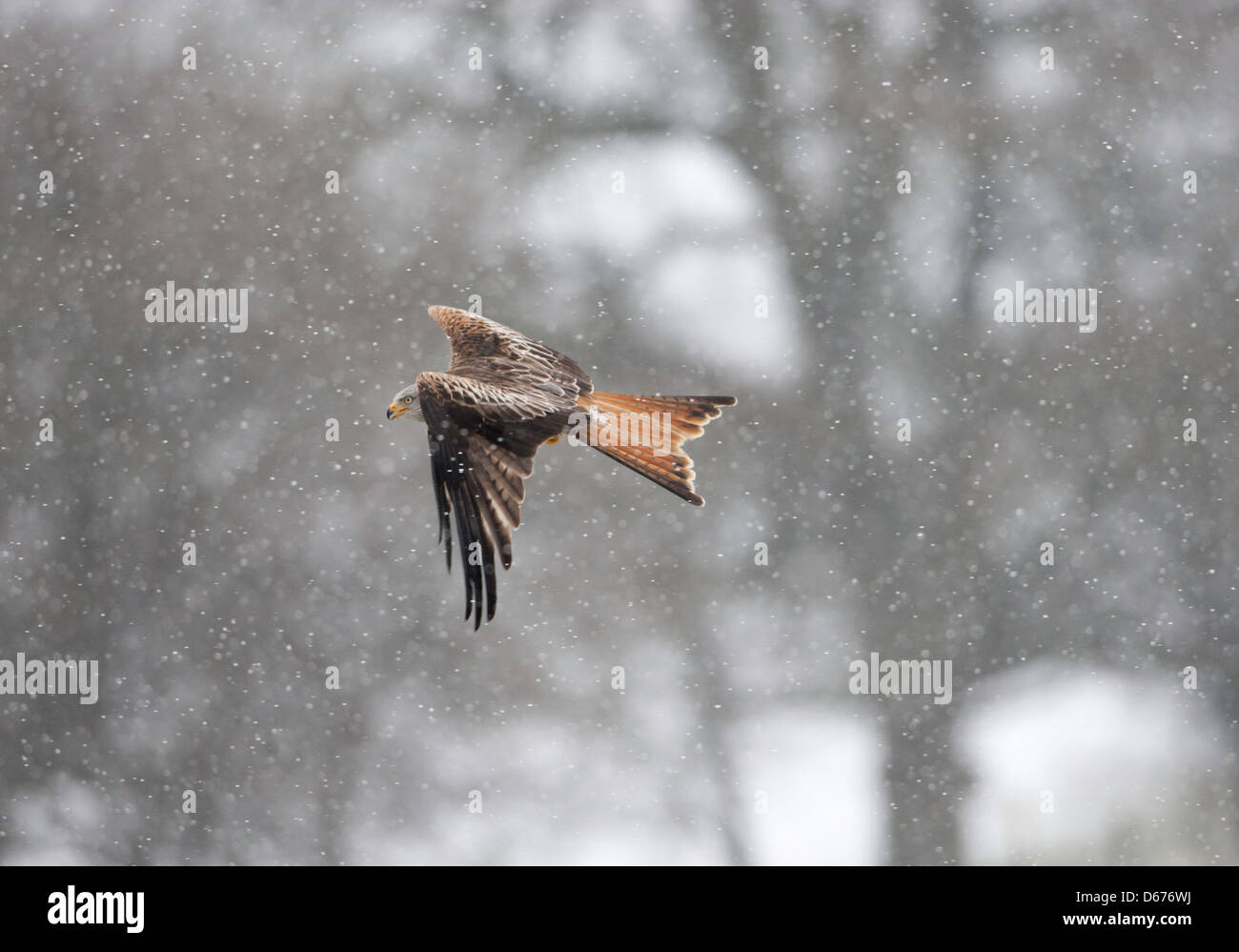 Red bird snow hi-res stock photography and images - Alamy