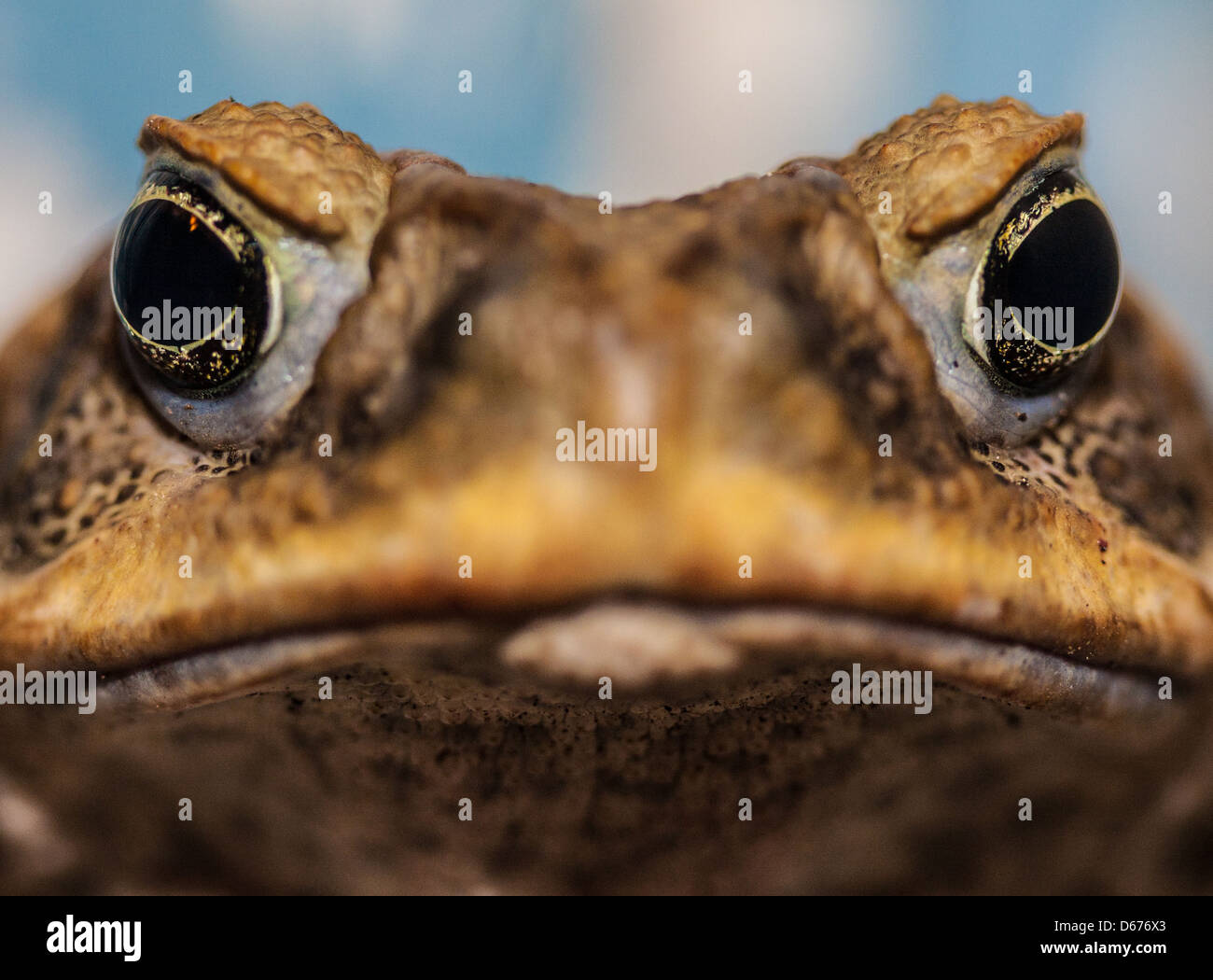 San juan puerto rico wildlife hi-res stock photography and images - Alamy