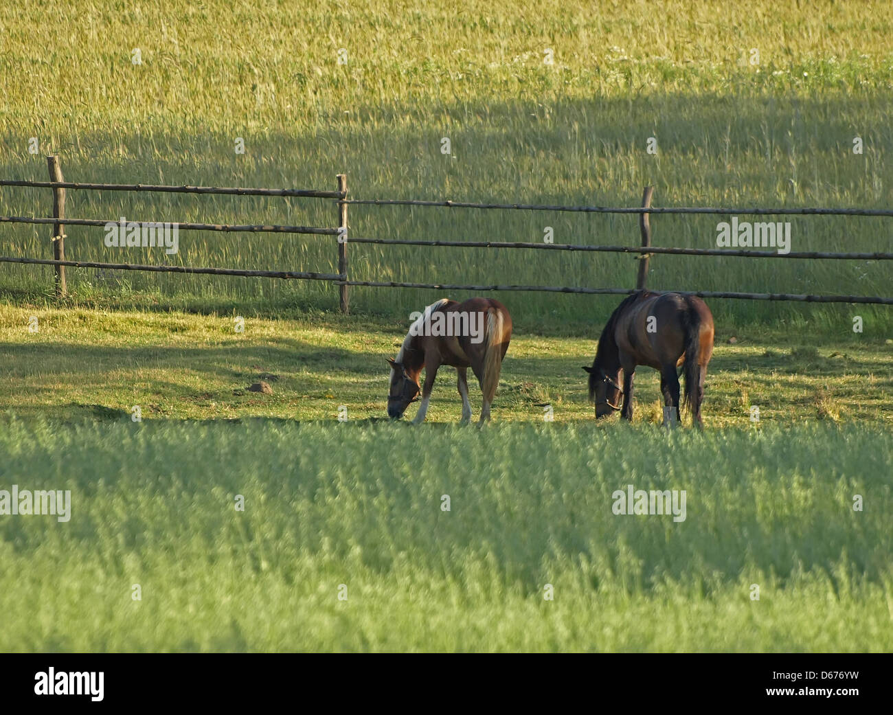 horses on the pasture Stock Photo - Alamy