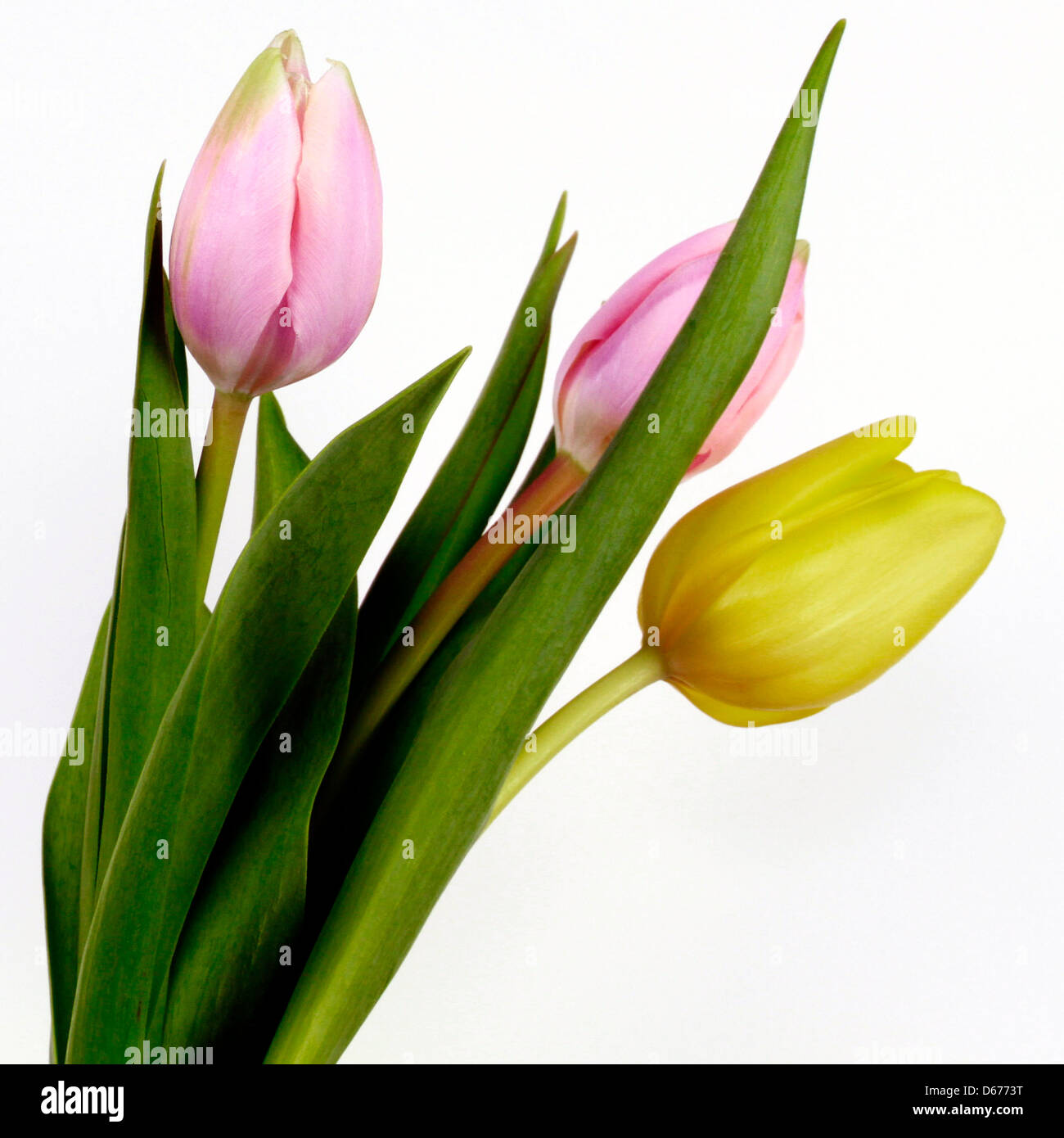 Three Tulips on white background Stock Photo - Alamy